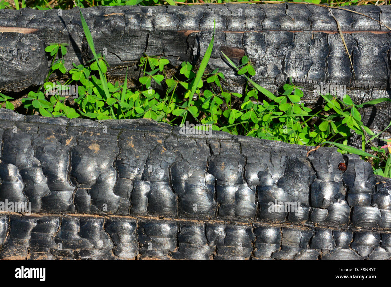 New life - after fire, Rejuvenation Stock Photo - Alamy