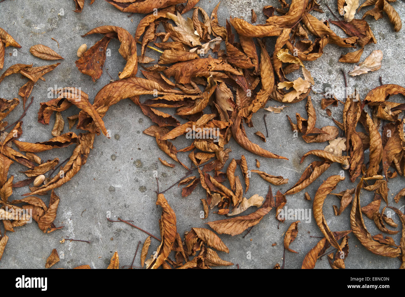 fallen dried leafs Stock Photo - Alamy