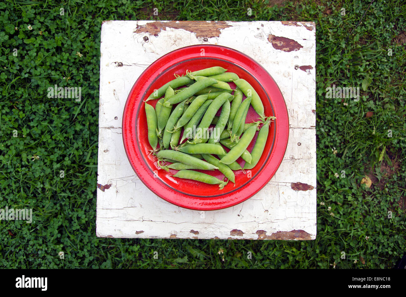 fresh green pea pods in red plate on old wooden seat Stock Photo - Alamy