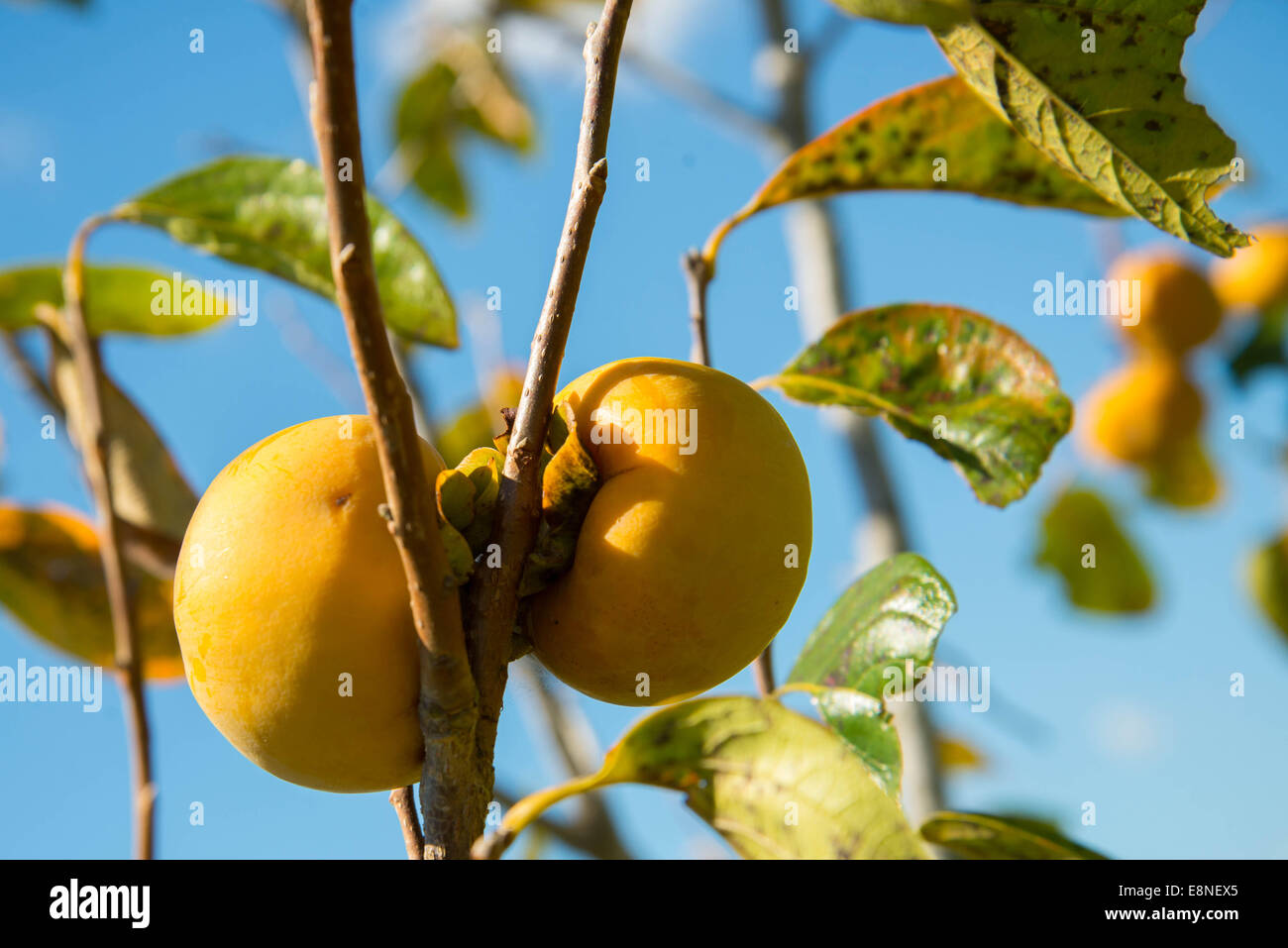 ripe asian persimmons on a tree ready for picking Stock Photo - Alamy