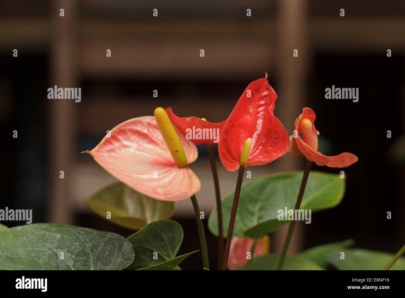 Spadix High Resolution Stock Photography and Images - Alamy