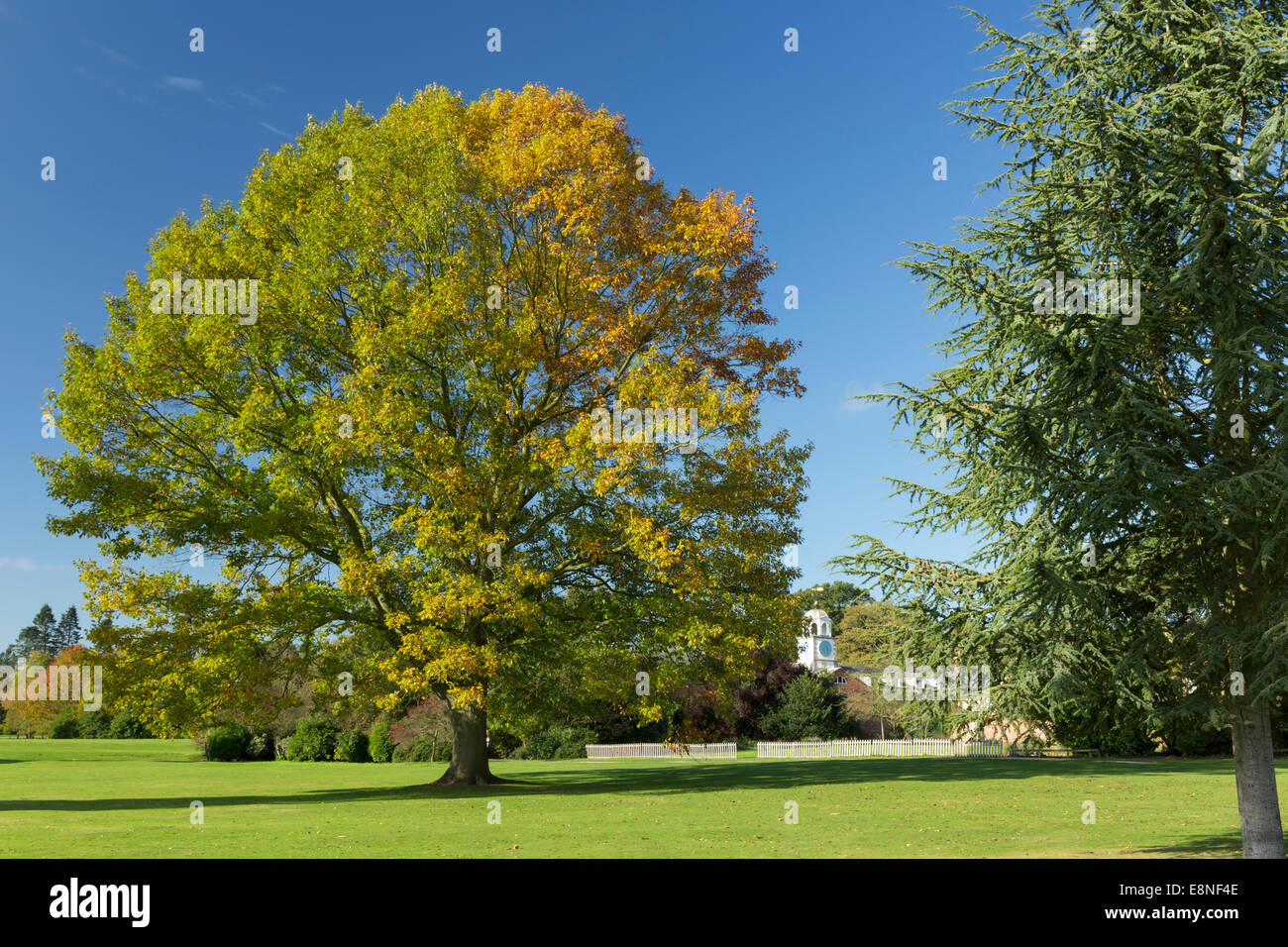 Clumber park national trust hi-res stock photography and images - Alamy