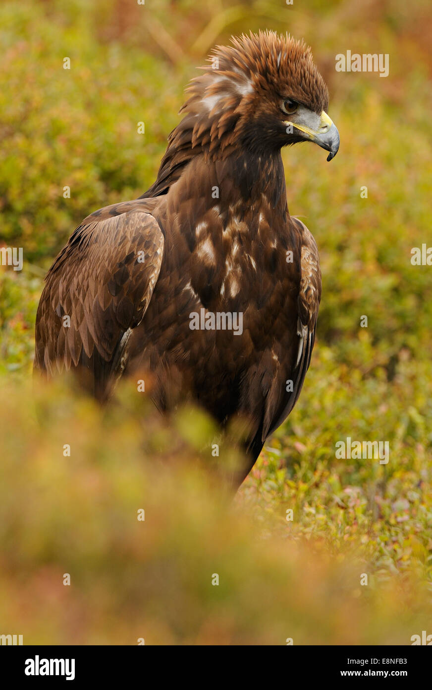 Golden Eagle, in the middle of autumn colored vegetation showing off ...