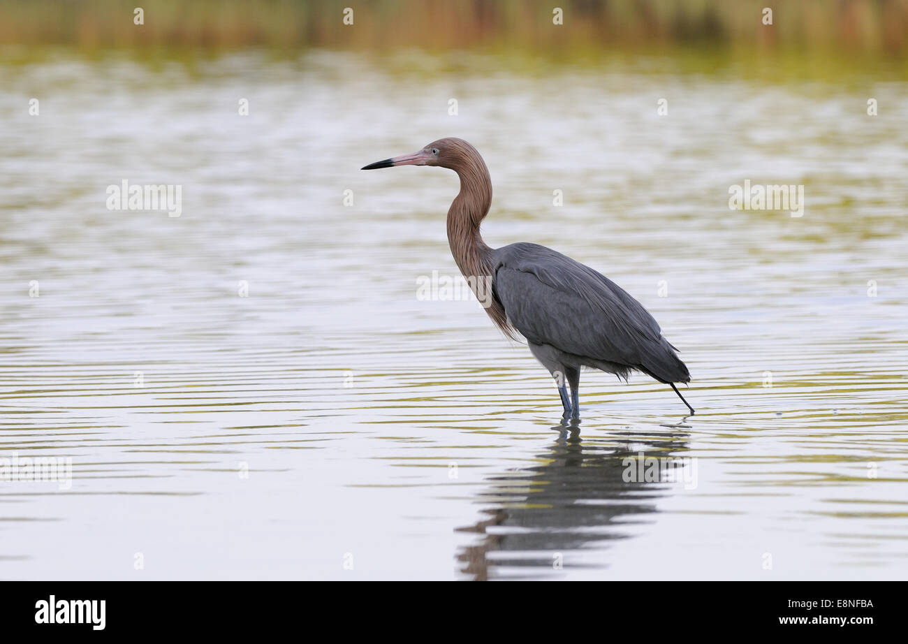 Reddish Egret, Egretta rufescens, in the shallow waters of lagoon and ...