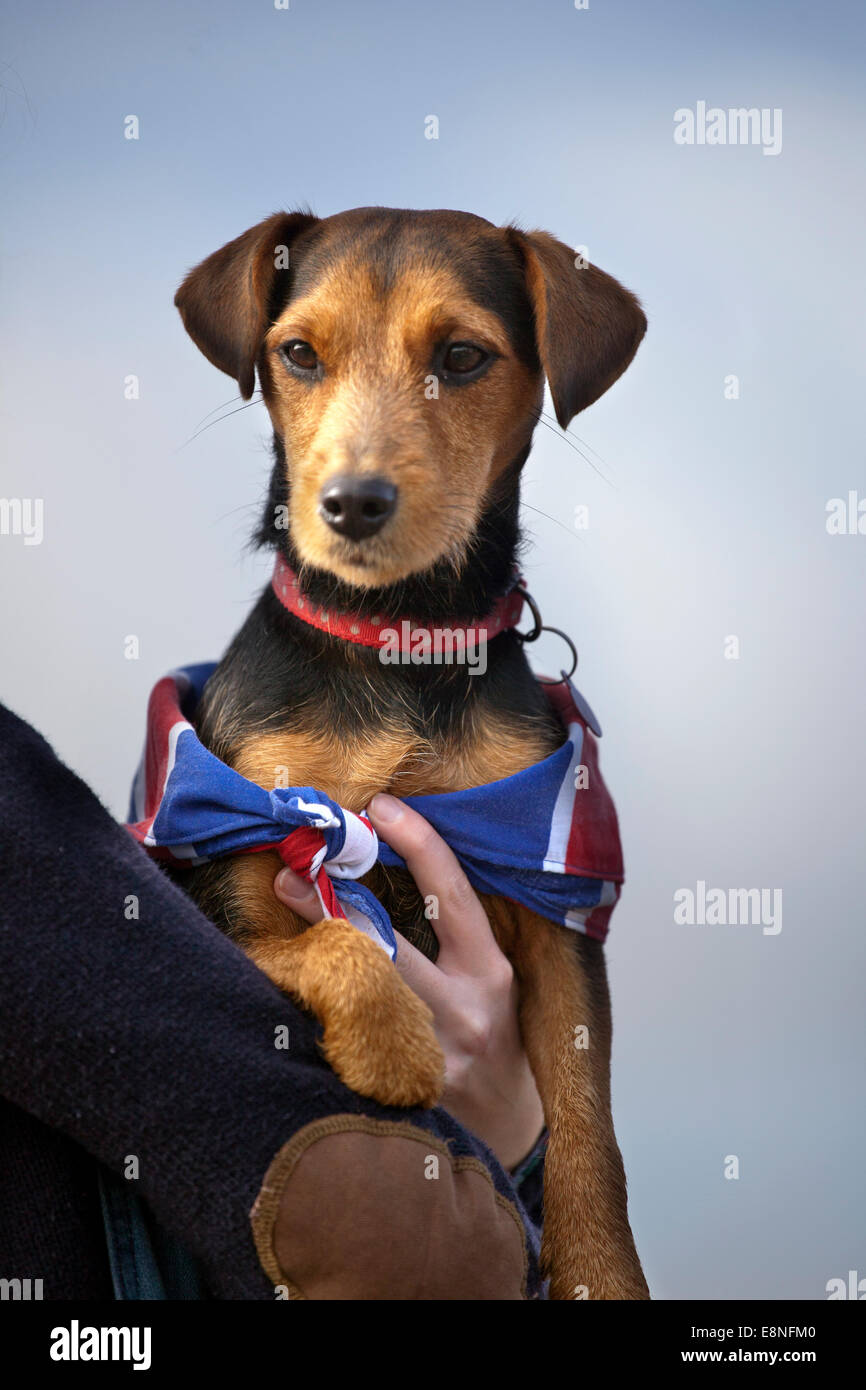 a dog union jack England flag raincoat coat dogs canine breed wear ...