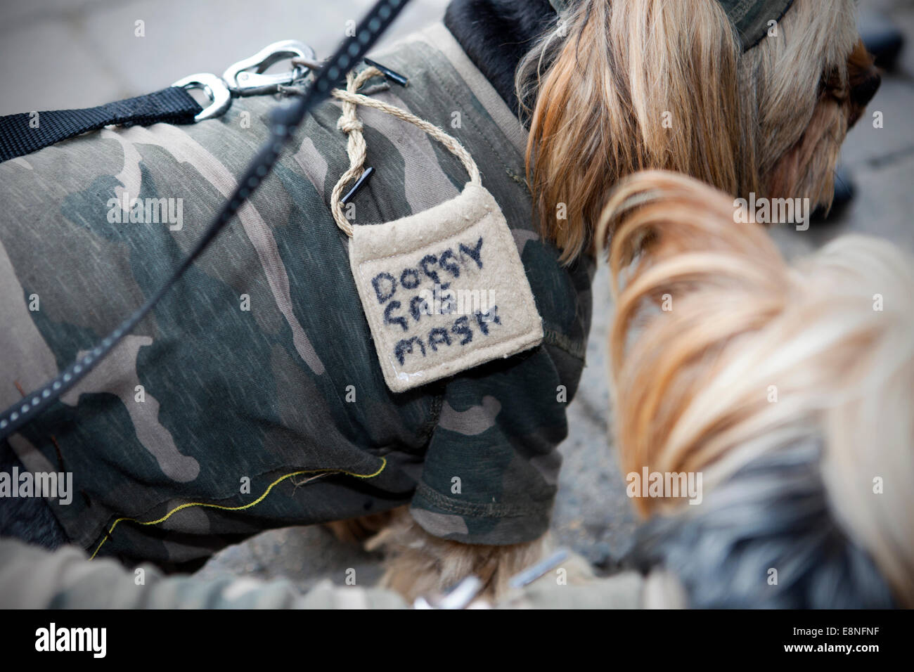 Terrier dog wearing world war two costume with gas mask Stock Photo - Alamy