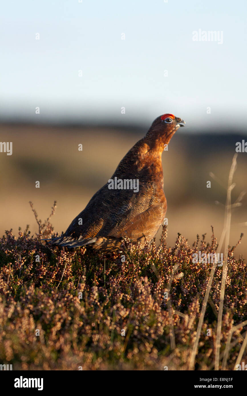 Feathered legs hi-res stock photography and images - Alamy