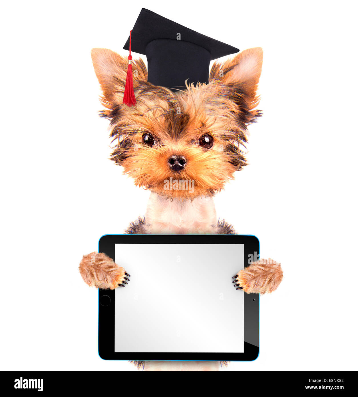 Graduation dog holding diploma hi-res stock photography and images - Alamy