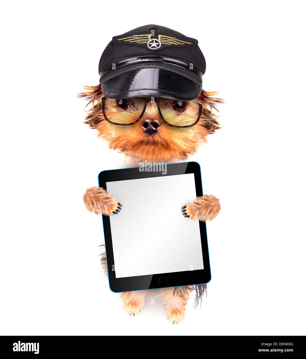 dog dressed as pilot holding blank tablet pc Stock Photo - Alamy