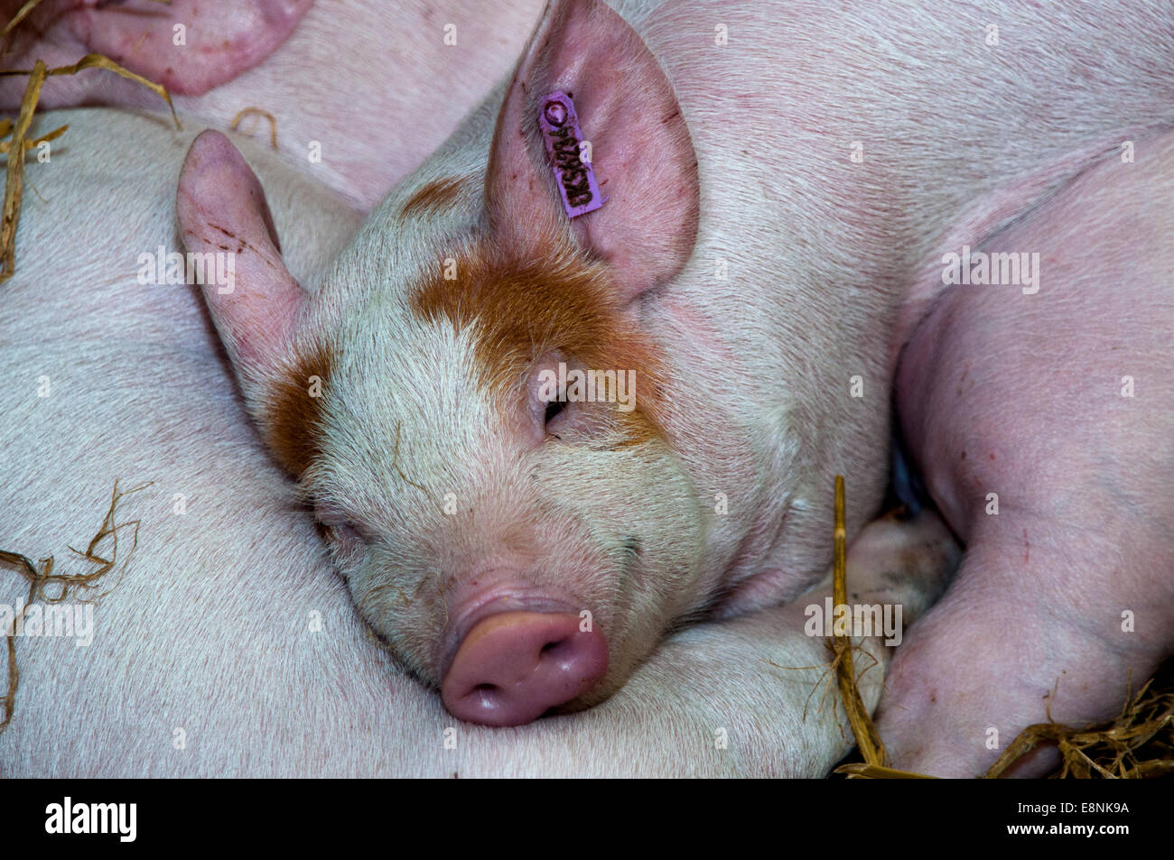 Even toes ungulates hi-res stock photography and images - Alamy