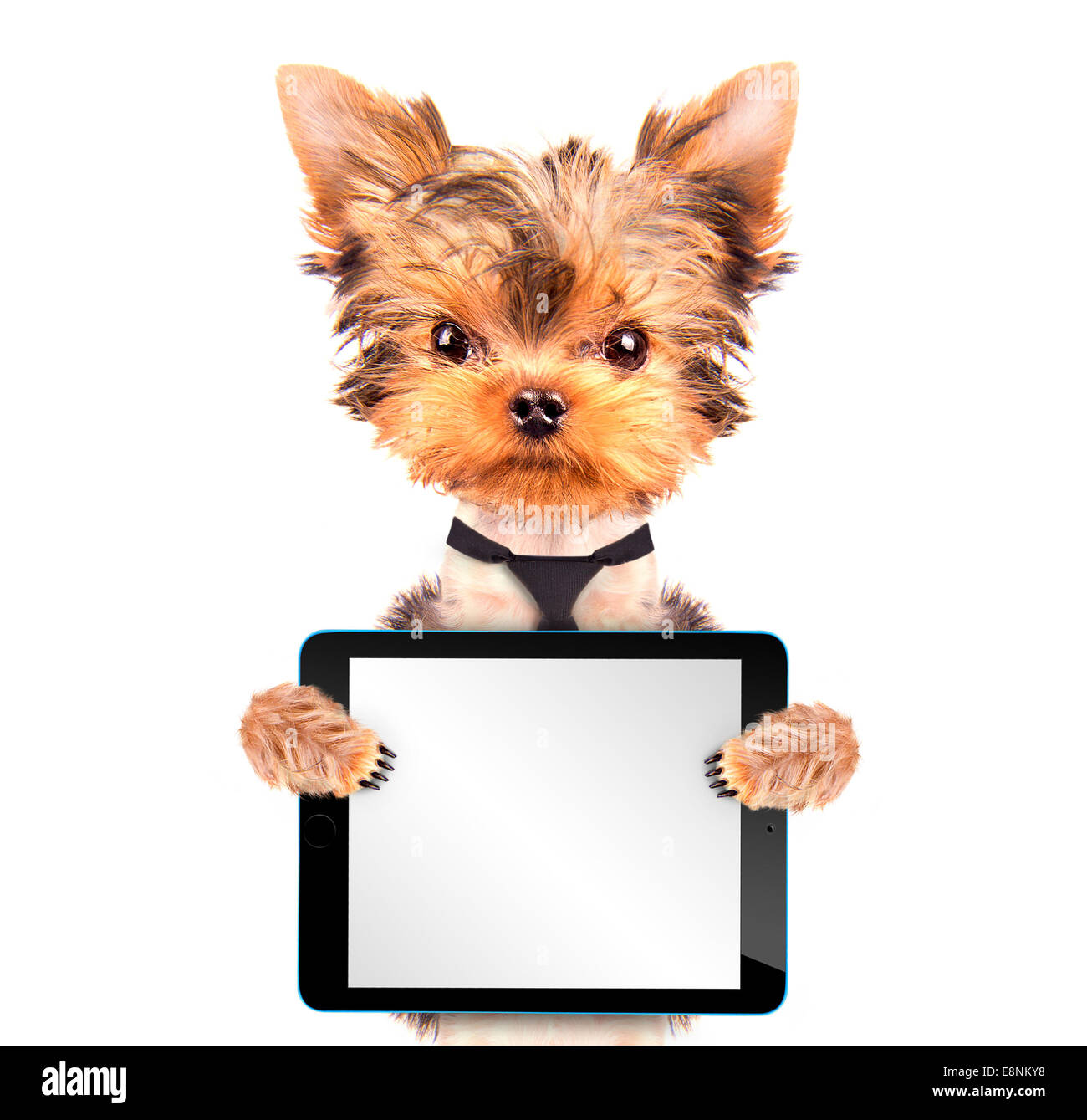 cute puppy dog wearing a tie holding a blank tablet pc Stock Photo - Alamy