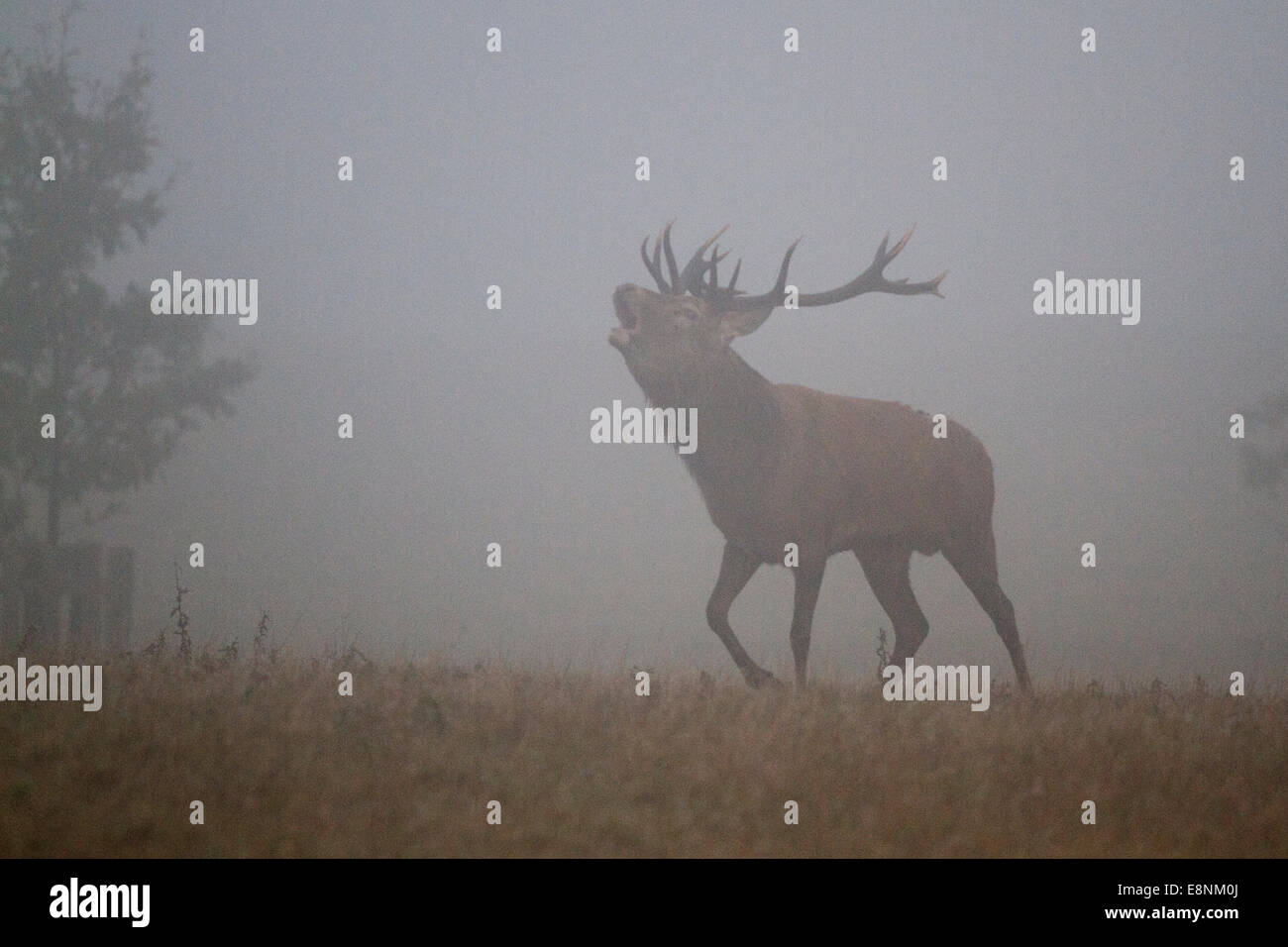 Windsor Great Park, Berkshire, England. 12th October 2014. A Red deer ...