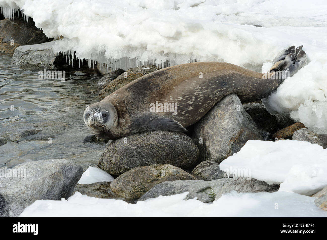 Weddel High Resolution Stock Photography and Images - Alamy