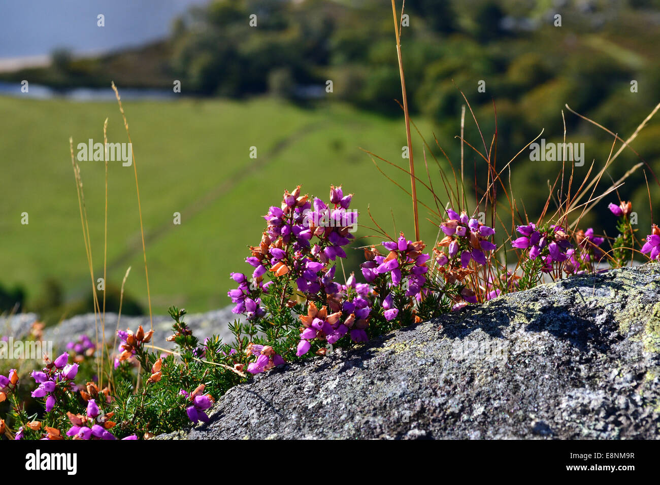 Heather growing wild hi-res stock photography and images - Alamy