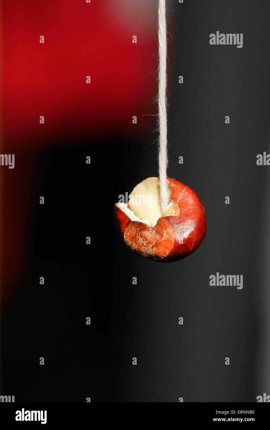 Conker string hi-res stock photography and images - Alamy