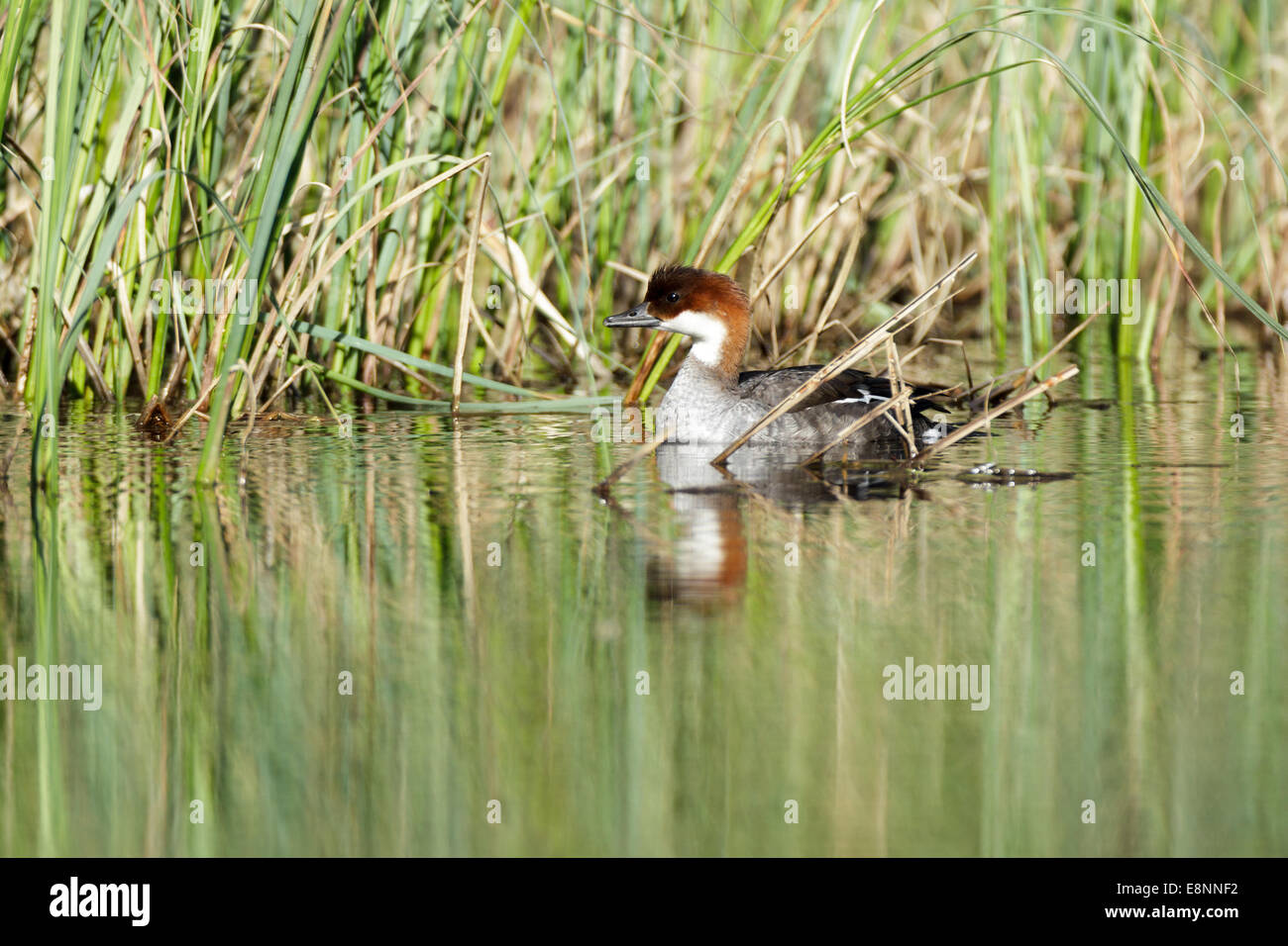 Луток, Mergus albellus, Mergellus albellus, Smew. The photo was taken ...