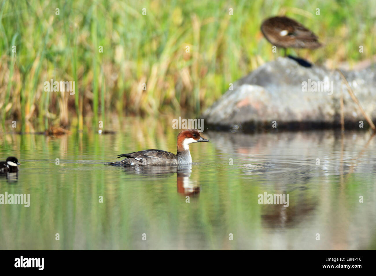 Луток, Mergus albellus, Mergellus albellus, Smew. The photo was taken ...