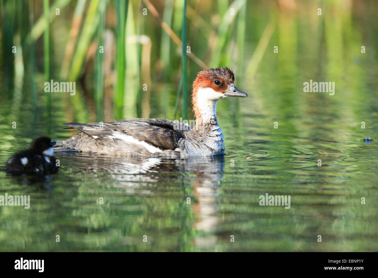Луток, Mergus albellus, Mergellus albellus, Smew. The photo was taken ...