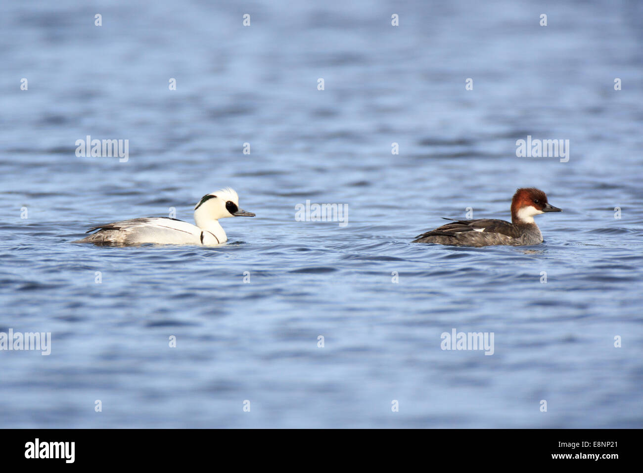 Mergellus albellus male and female hi-res stock photography and images ...
