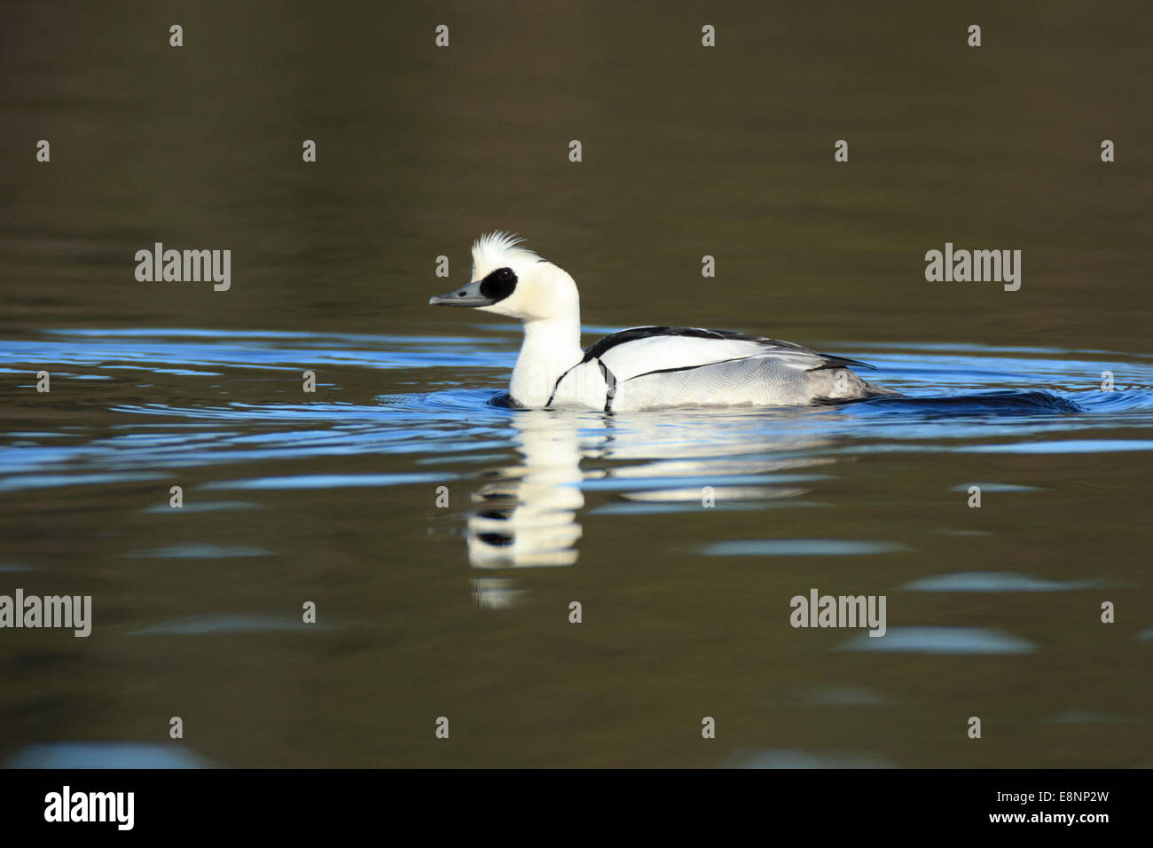 Луток, Mergus albellus, Mergellus albellus, Smew. The photo was taken ...