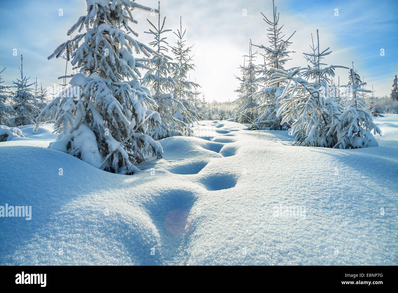 Winter landscape forest in snow hi-res stock photography and images - Alamy