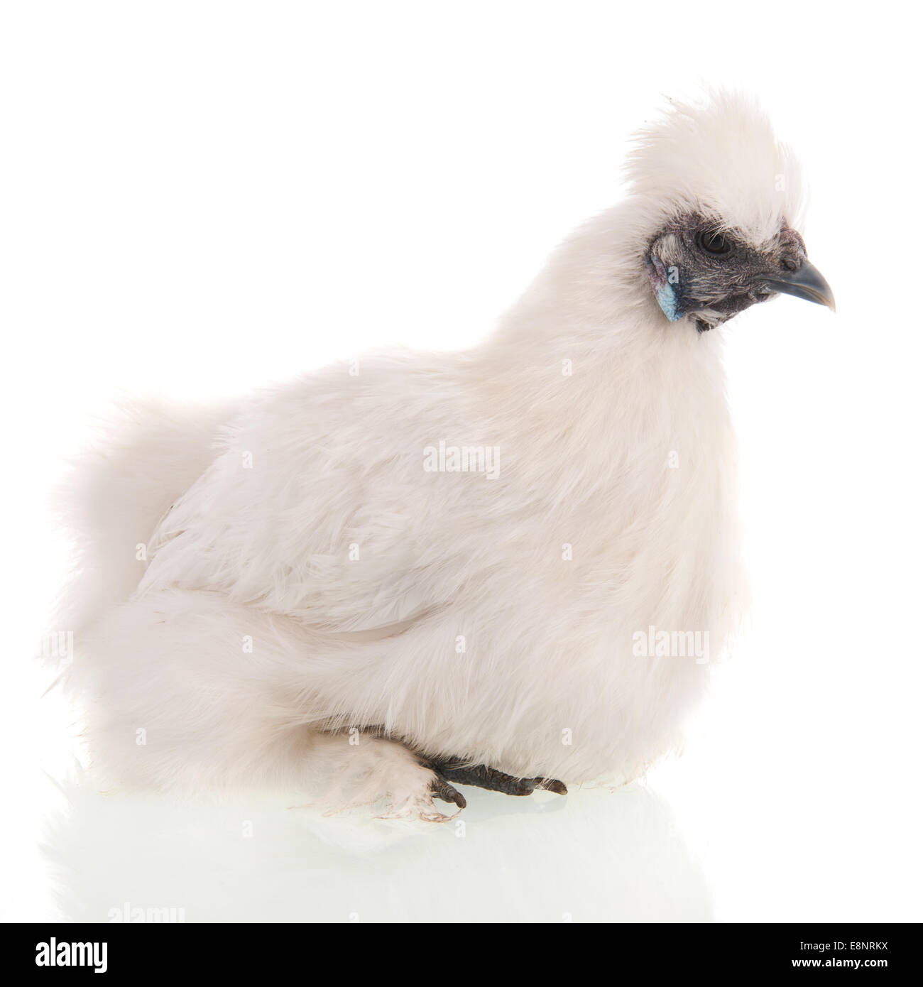 white Silkie isolated over white background Stock Photo - Alamy