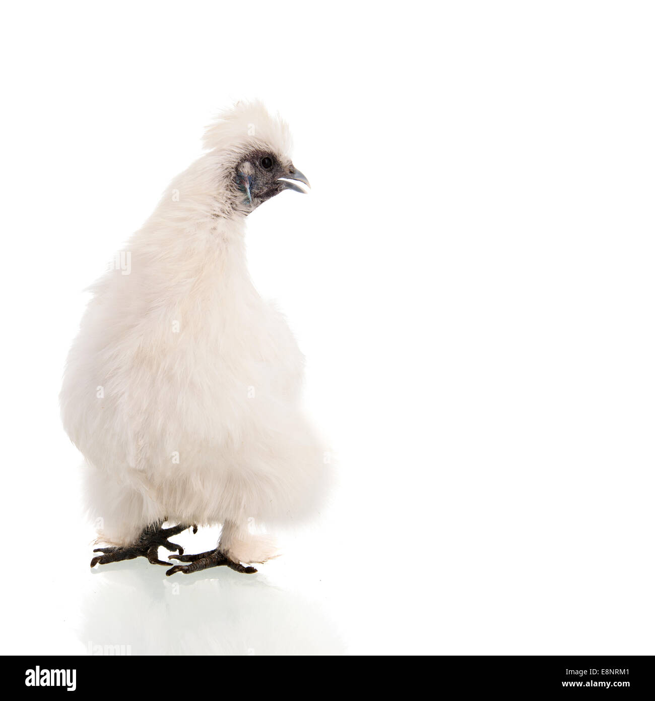 White silkie chicken hi-res stock photography and images - Alamy