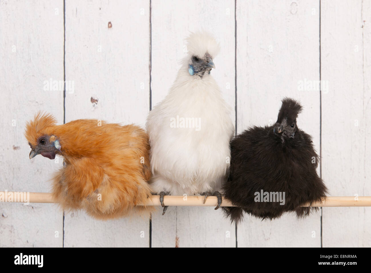 Silkies Silkies
