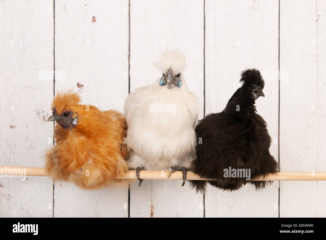 Silkies hi-res stock photography and images - Alamy