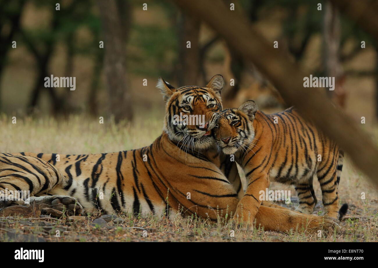 Royal Bengal Tiger with cub in Ranthambhore National Park, India Stock ...