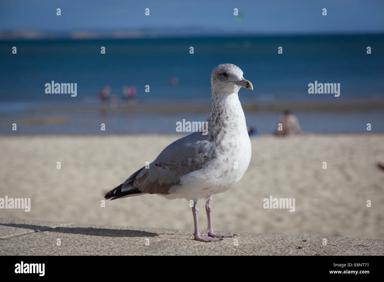Young common gull (Larus canus) stands above a sandy beach Stock Photo ...