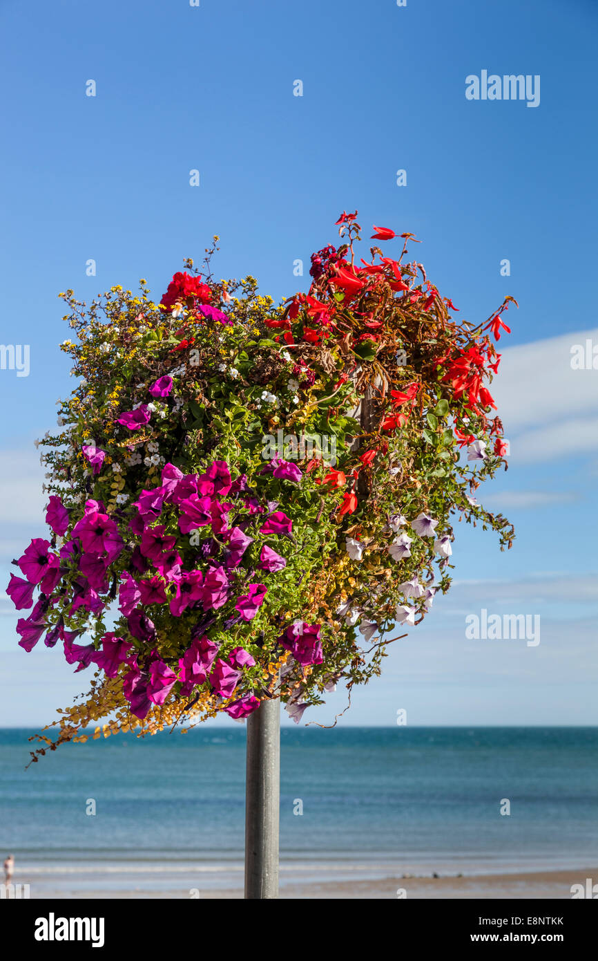 Colourful flower and plant arrangement on a steel pole is contrasted ...