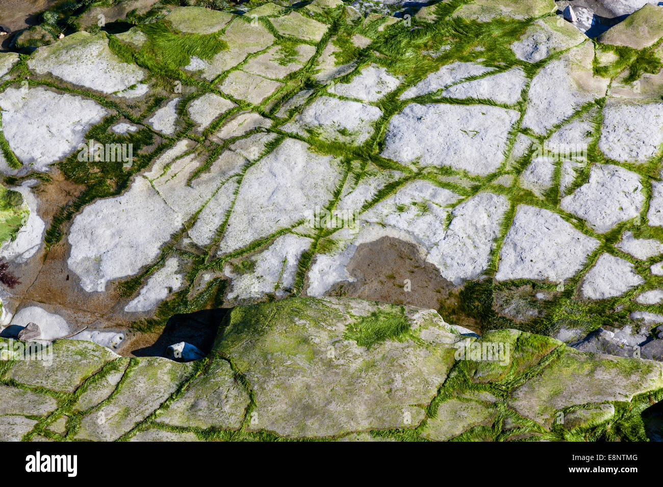 The composition of the flat rock is accentuated by seaweed growing in ...