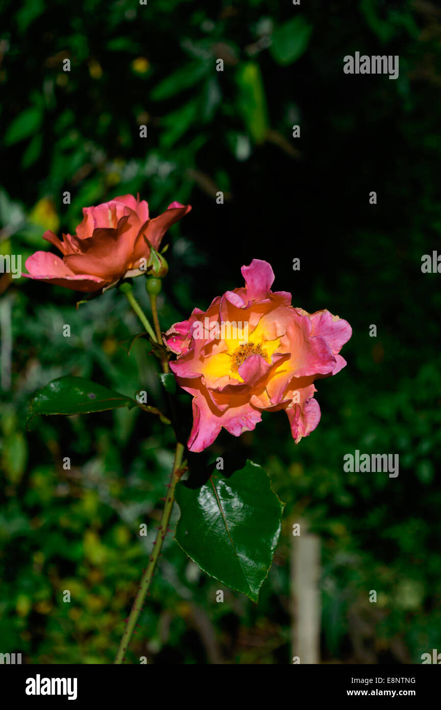 Autumn rose hi-res stock photography and images - Alamy