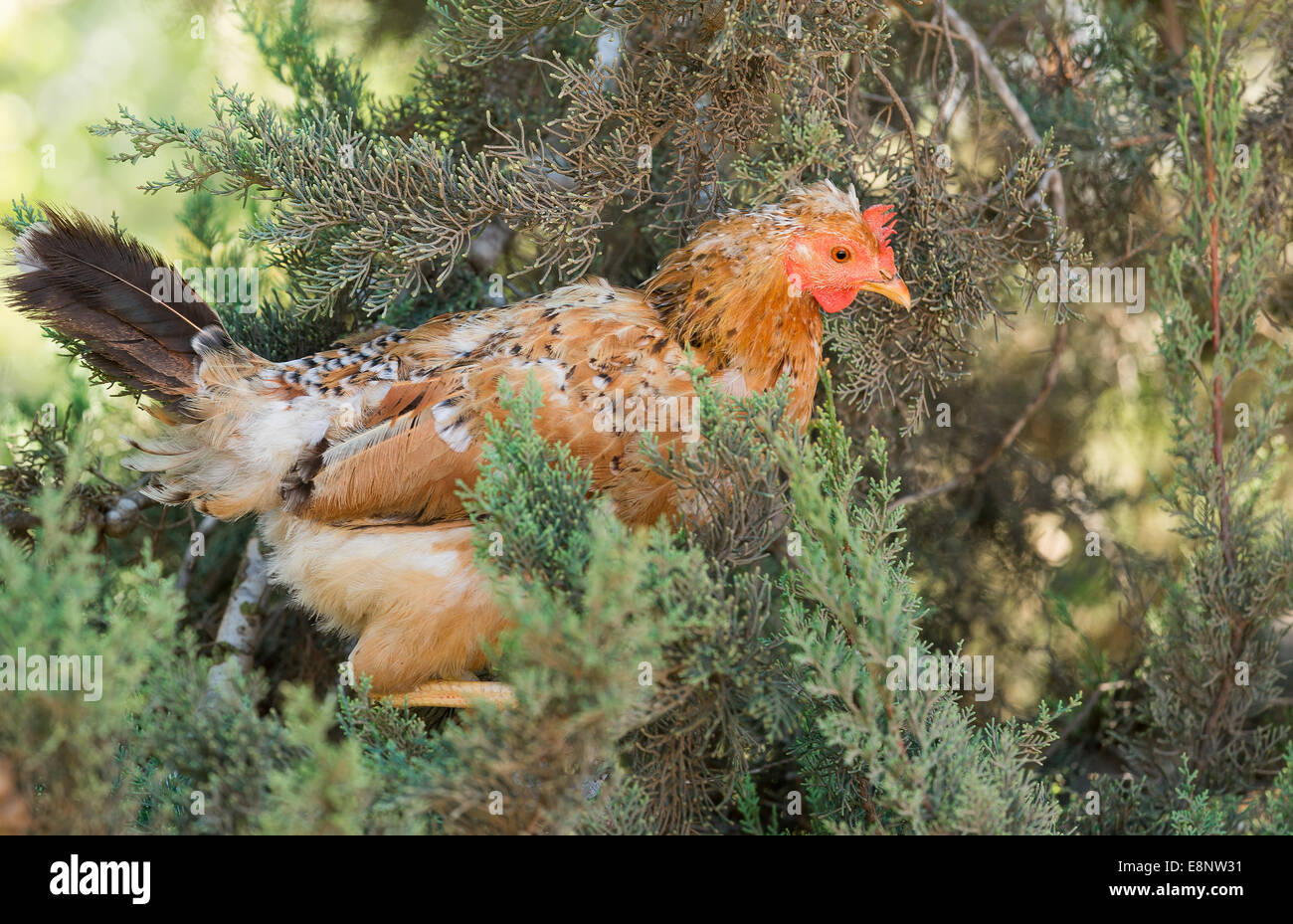 Chicken tree hi-res stock photography and images - Alamy