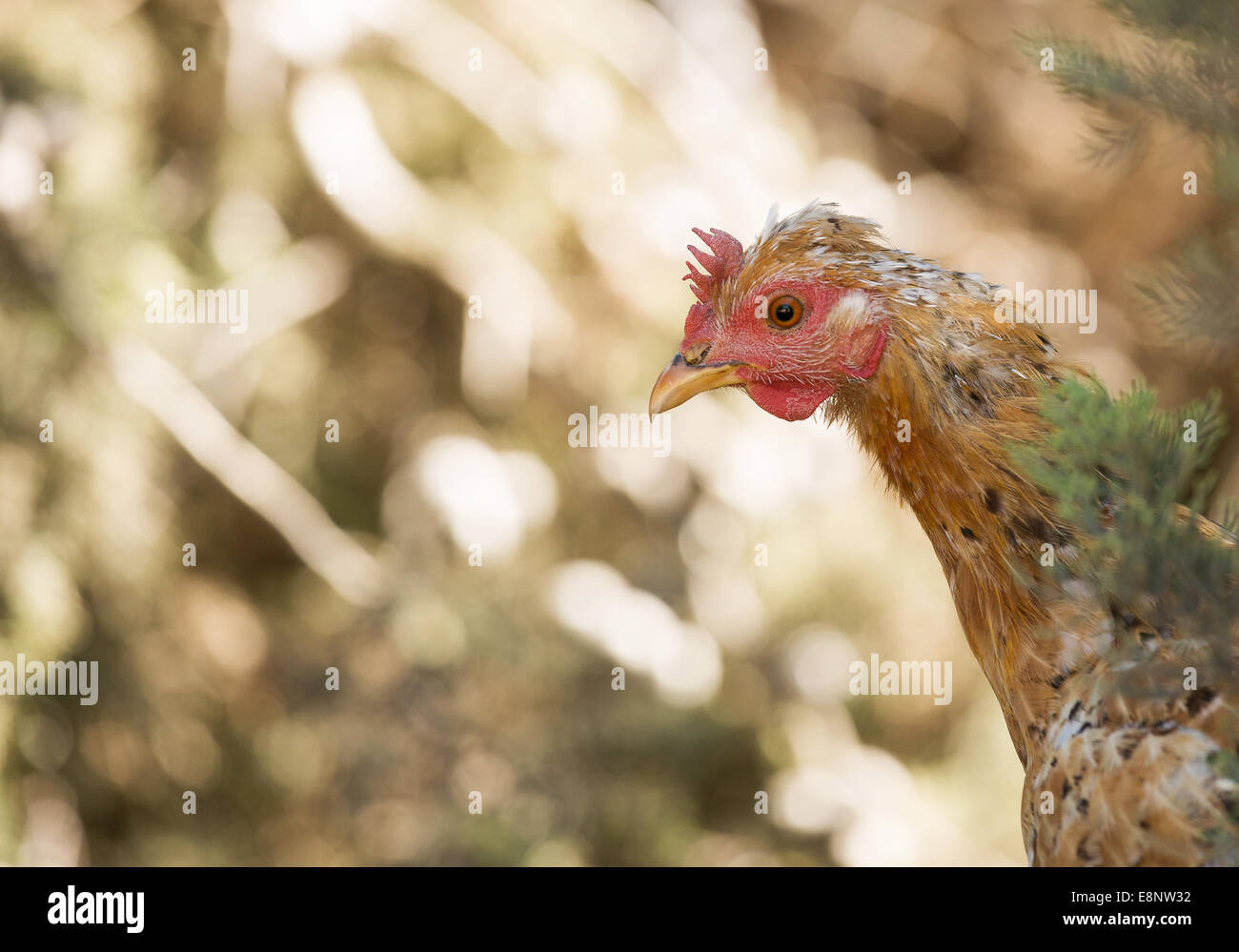Hen tree hi-res stock photography and images - Alamy