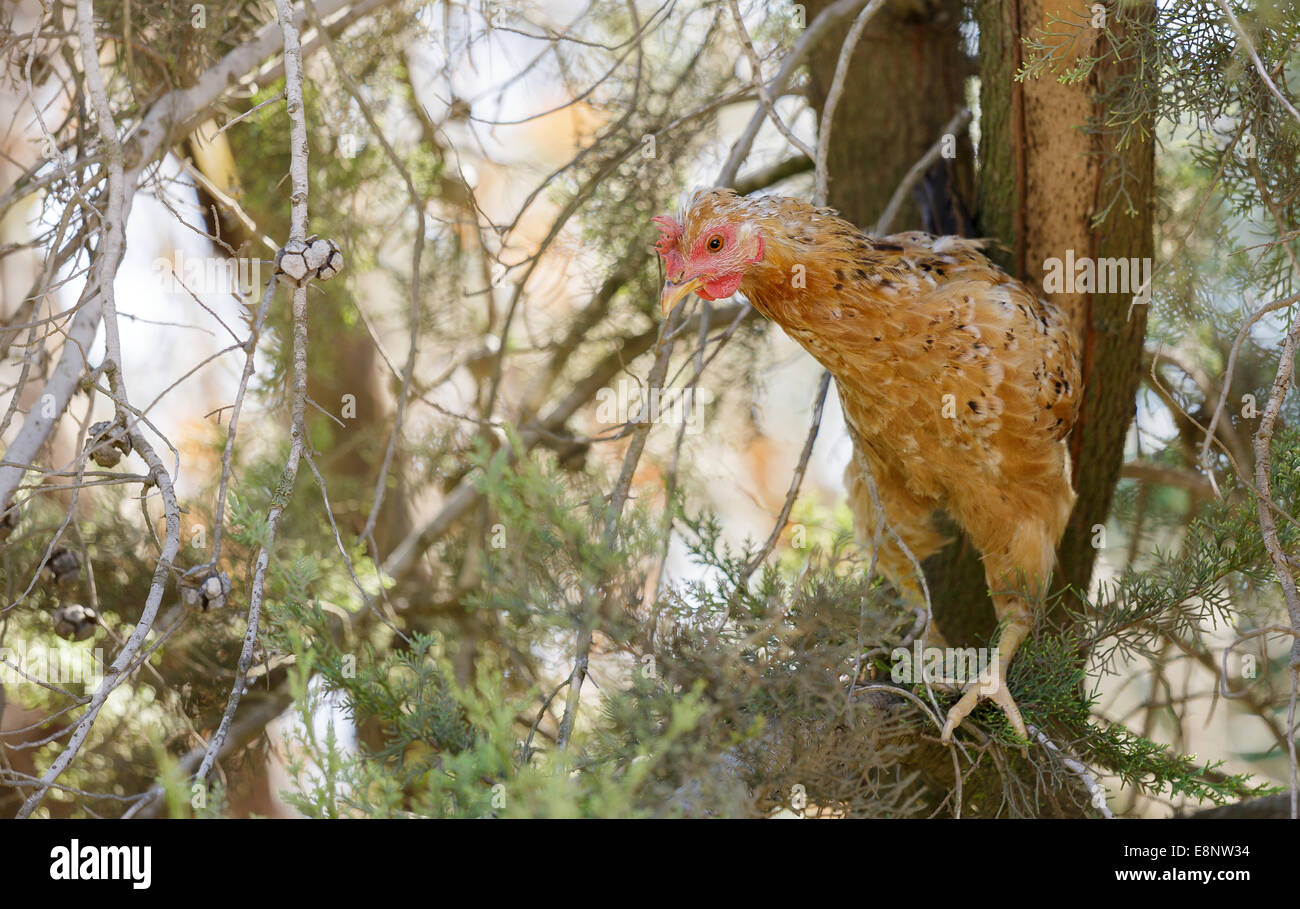 Hen tree hi-res stock photography and images - Alamy
