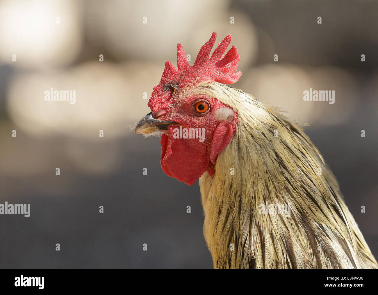 closeup portrait of a rooster Stock Photo - Alamy