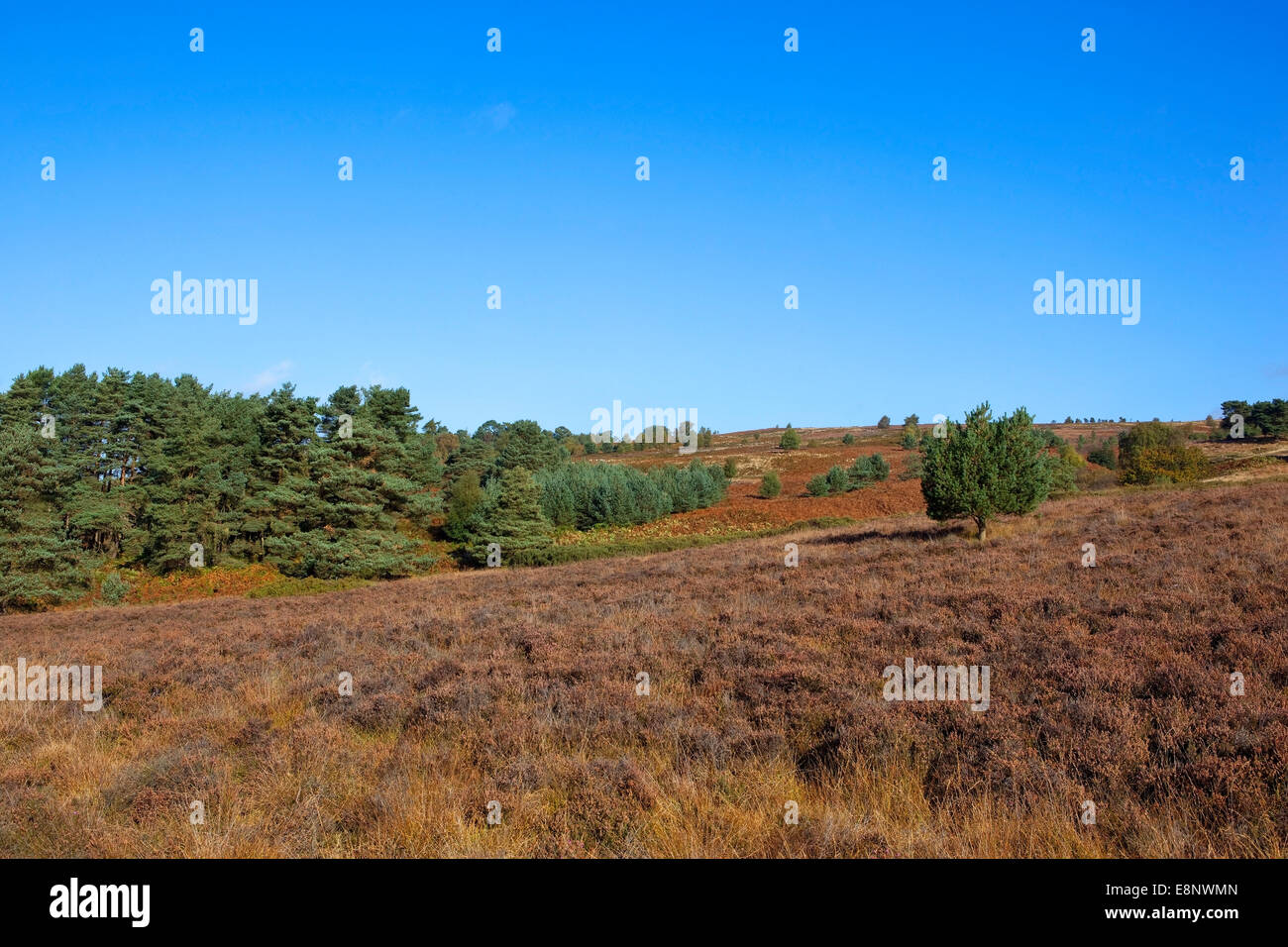 Heather moorland and young pine trees in the scenic upland landscape of ...