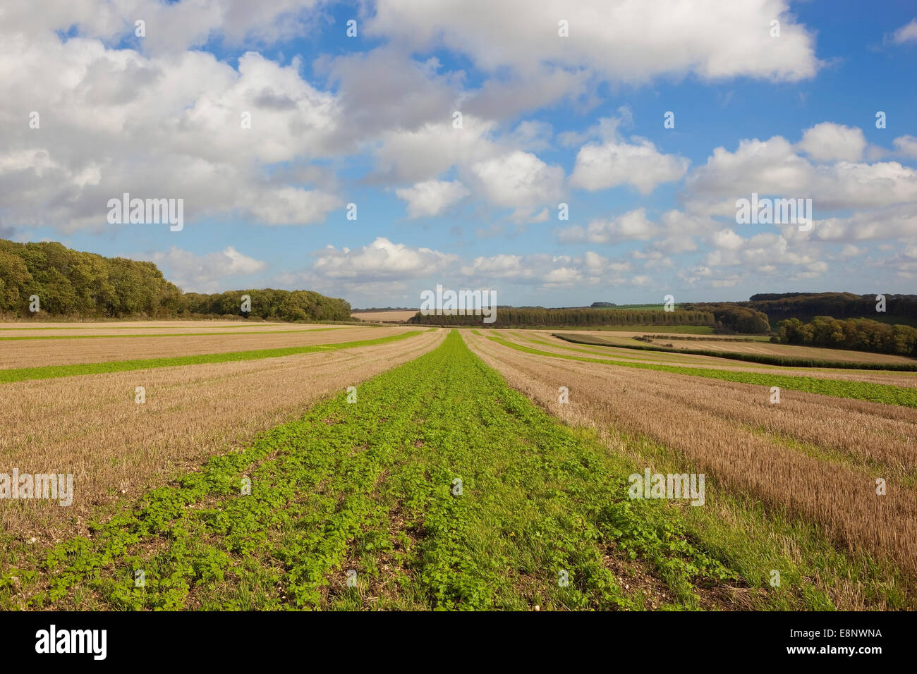 Bright green mustard plants and autumn stubble in the farming landscape ...