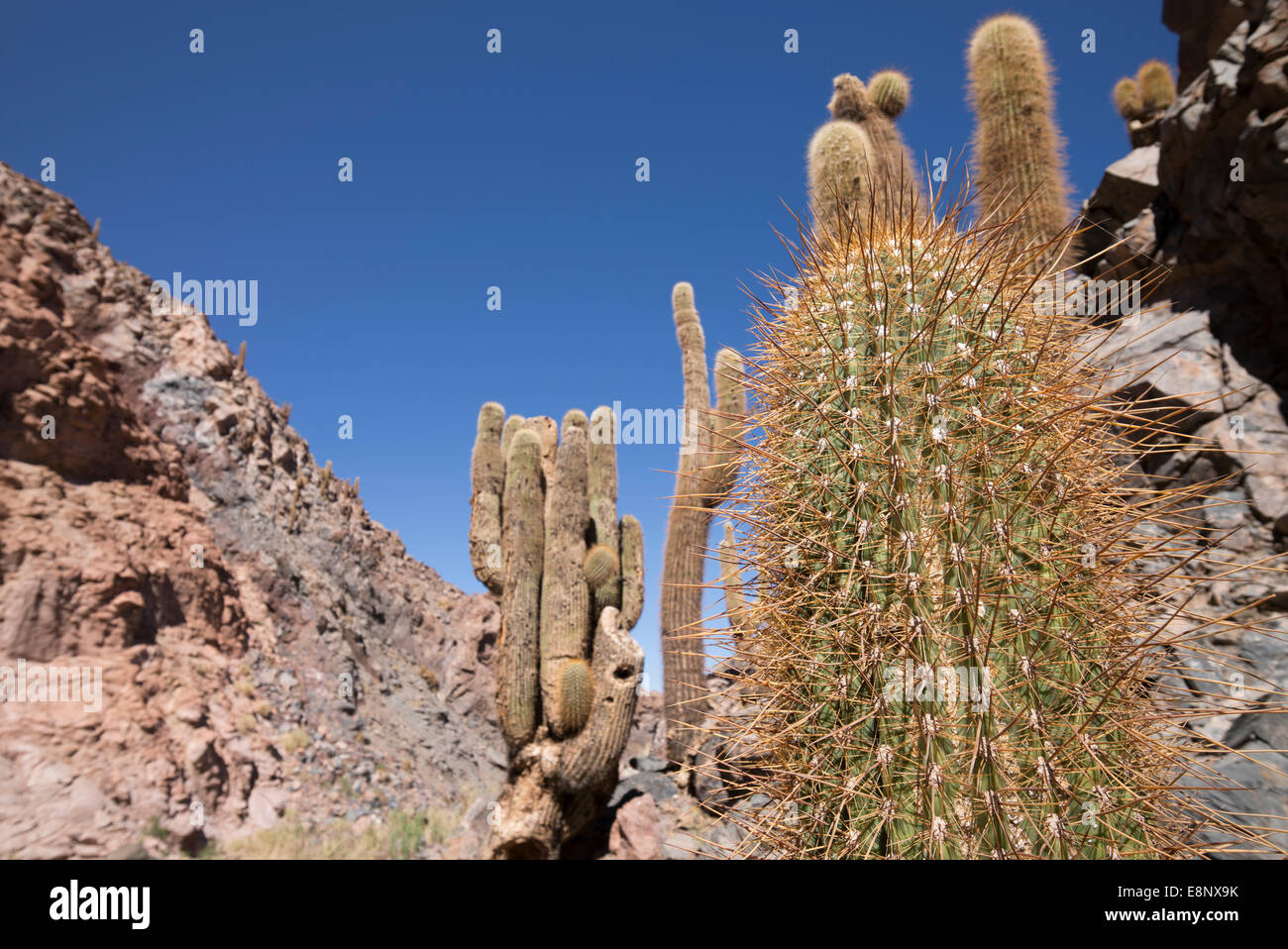 Cactus gorge atacama desert hi-res stock photography and images - Alamy