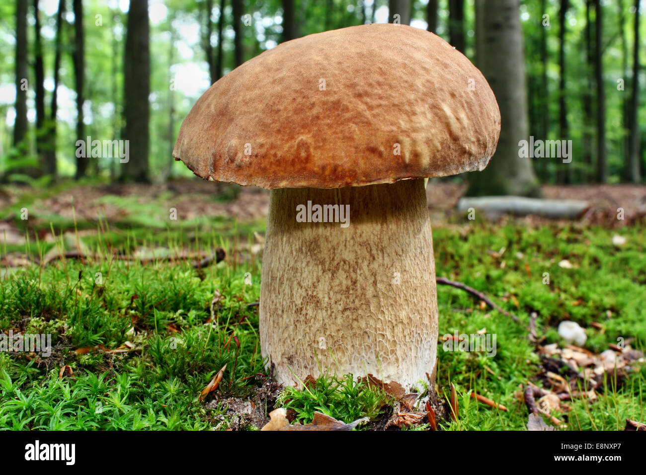 Mushroom boletus in the forest on the moss Stock Photo - Alamy