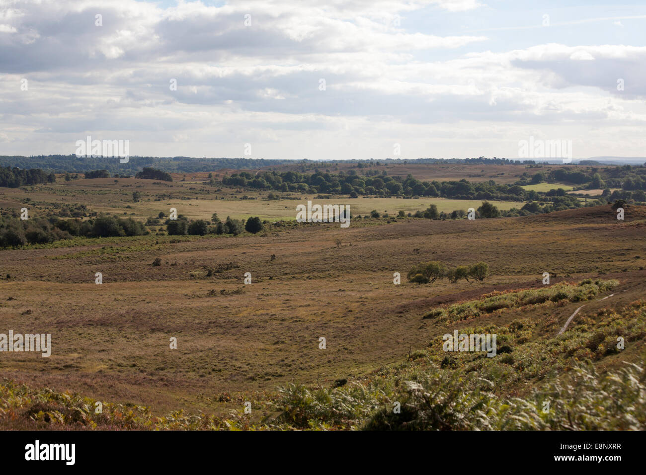 Hampton ridge new forest hampshire hi-res stock photography and images ...