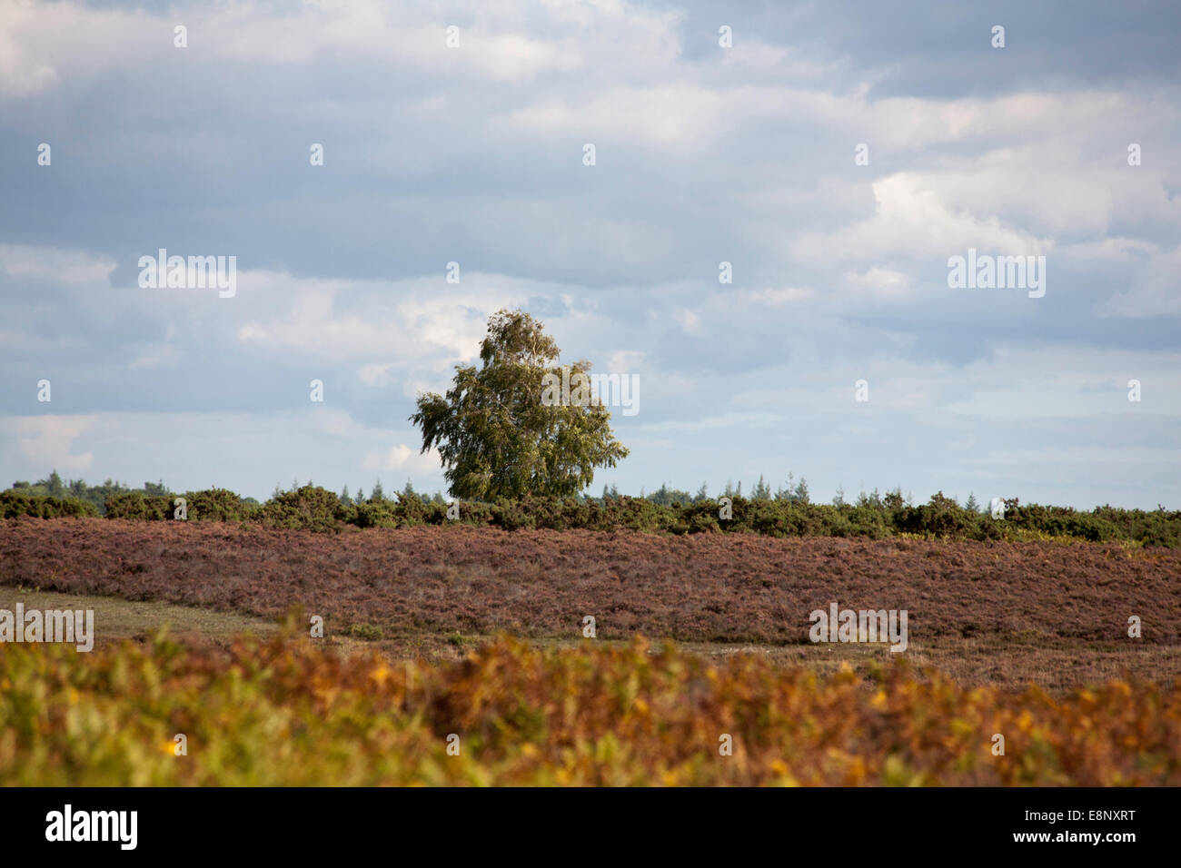 Silver Birch Tree sandy heathland Hampton Ridge between Fritham and ...