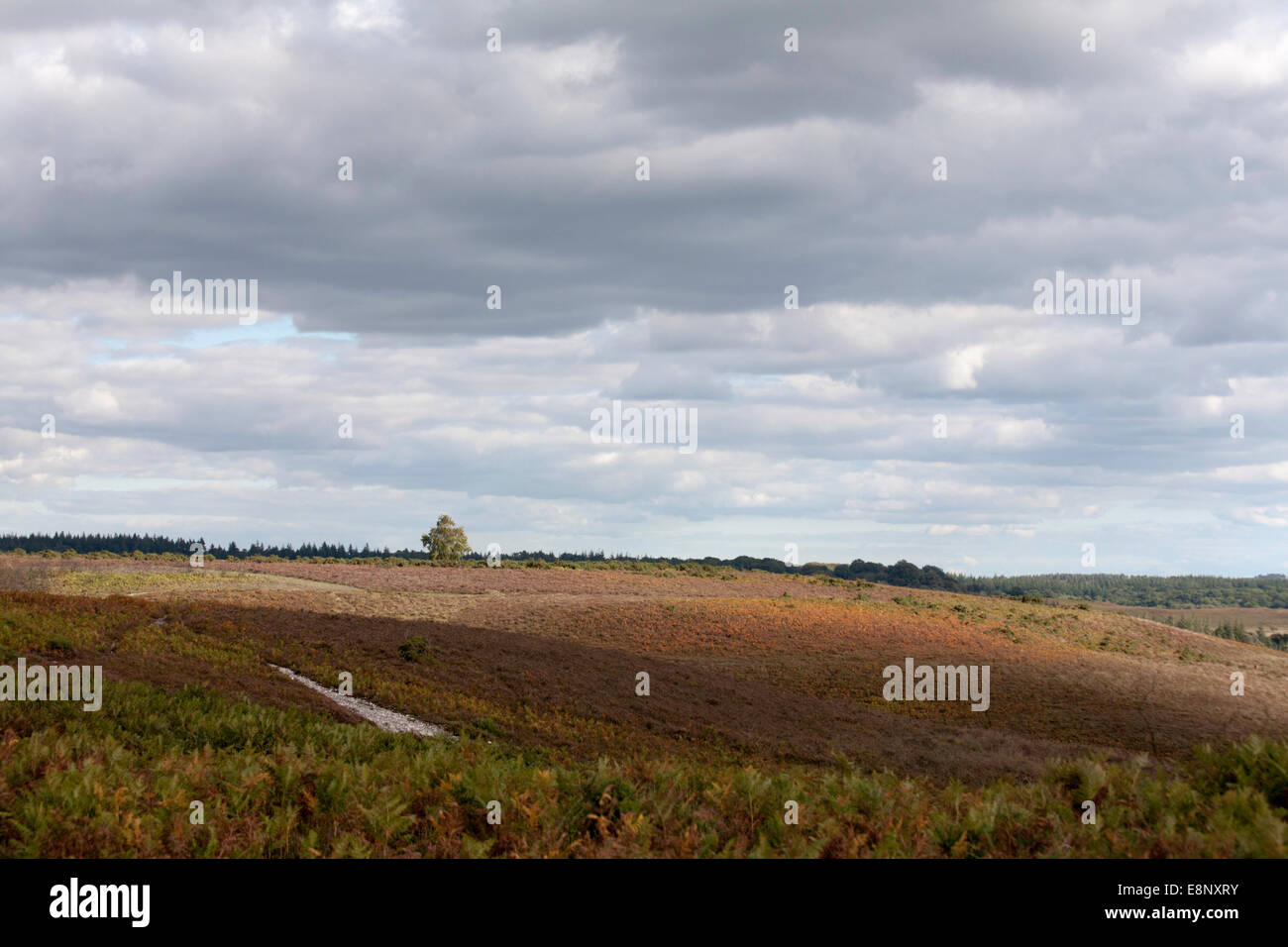 Tree on the horizon sandy heathland Hampton Ridge between Fritham and ...