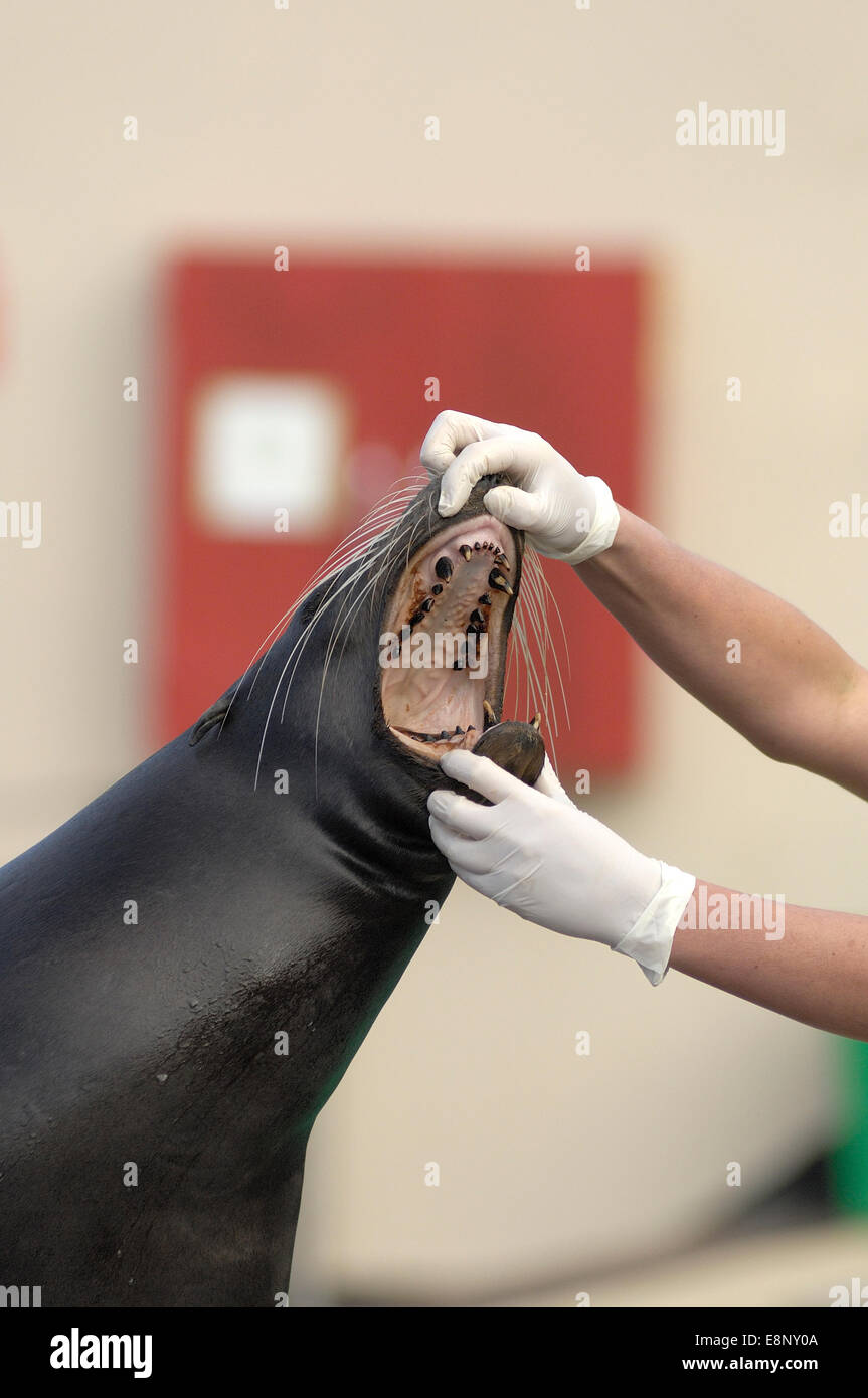 California sea lion Zalophus californianus having a dental examination ...