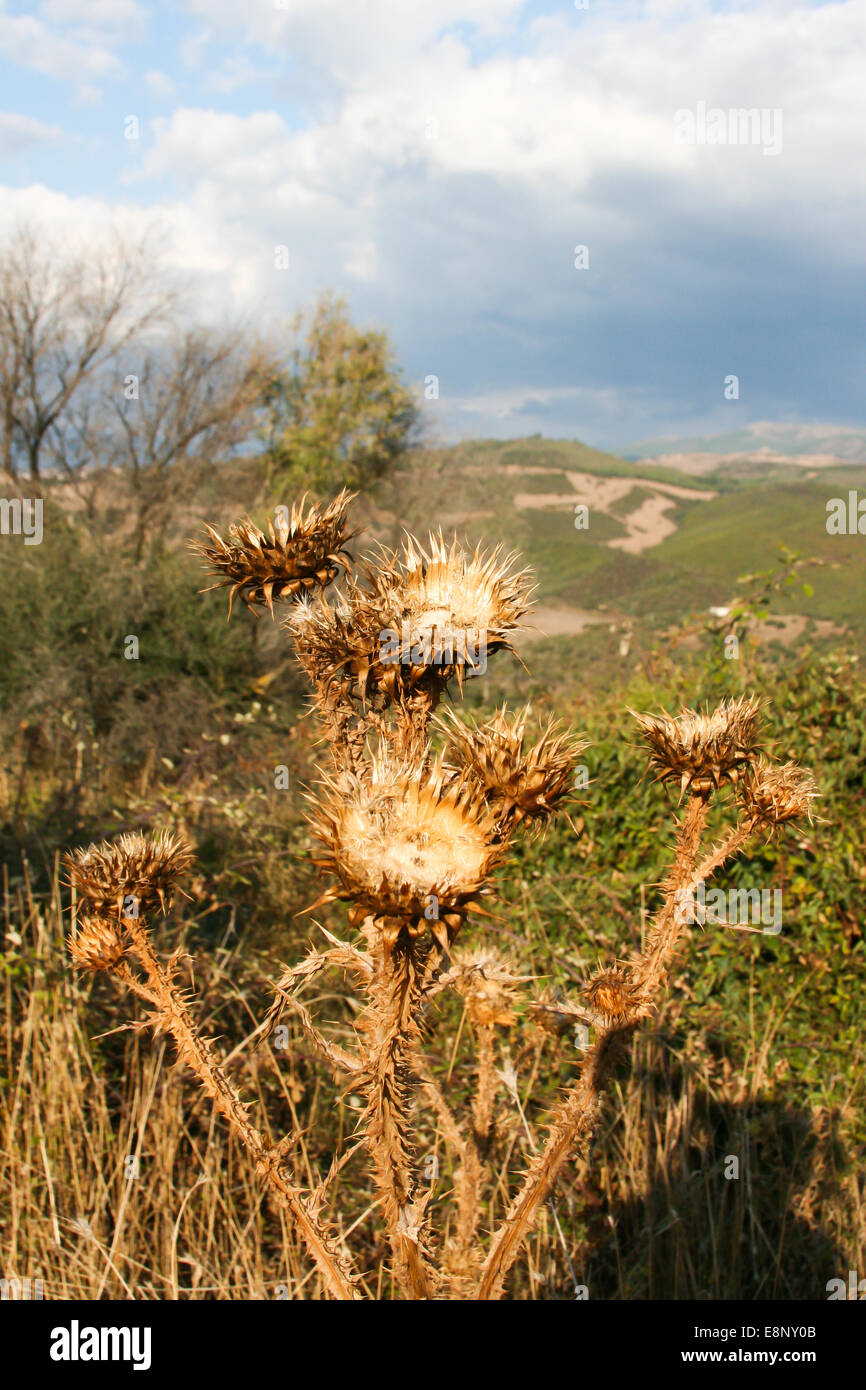 Fall dried thistle hi-res stock photography and images - Alamy