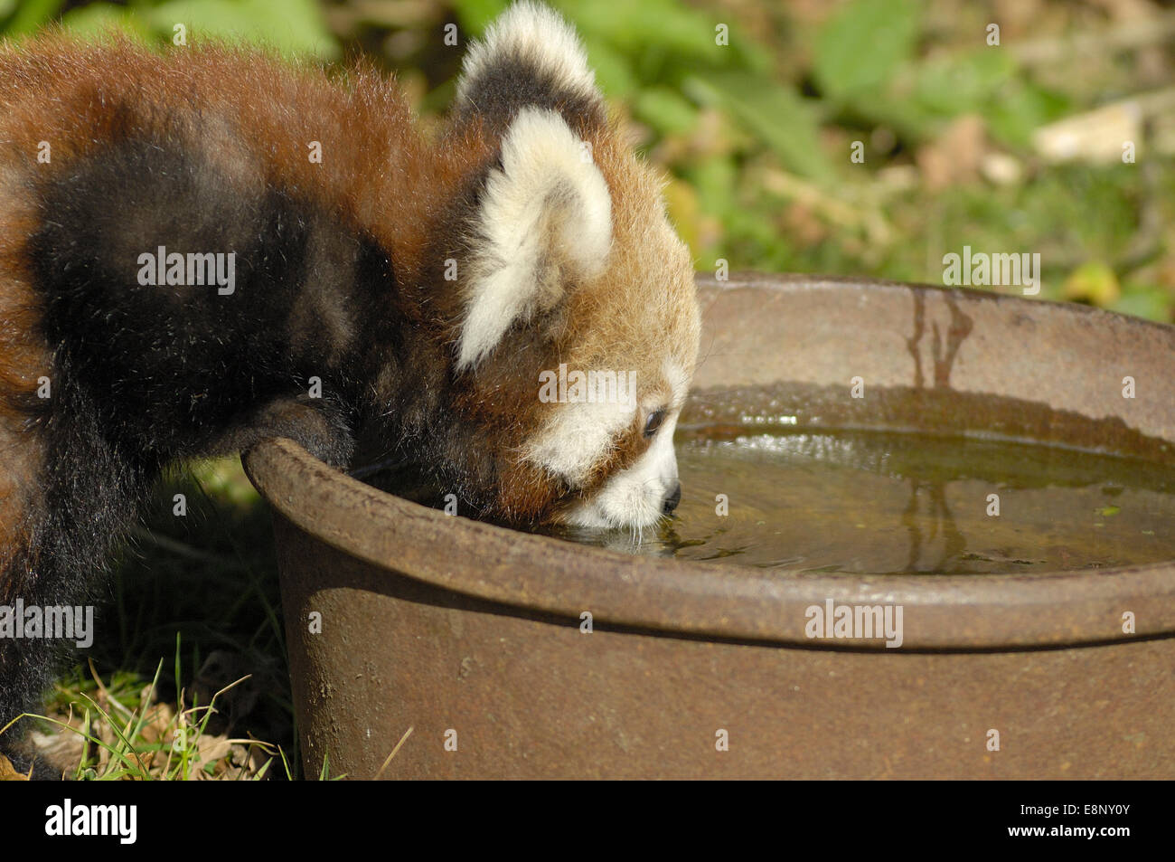 Baby Red Panda Ailurus fulgens drinking water Stock Photo - Alamy