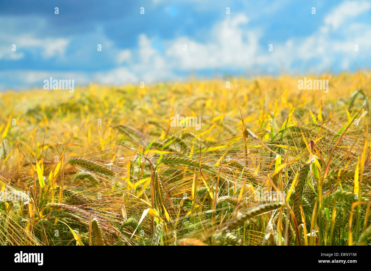 Warm summers hi-res stock photography and images - Alamy
