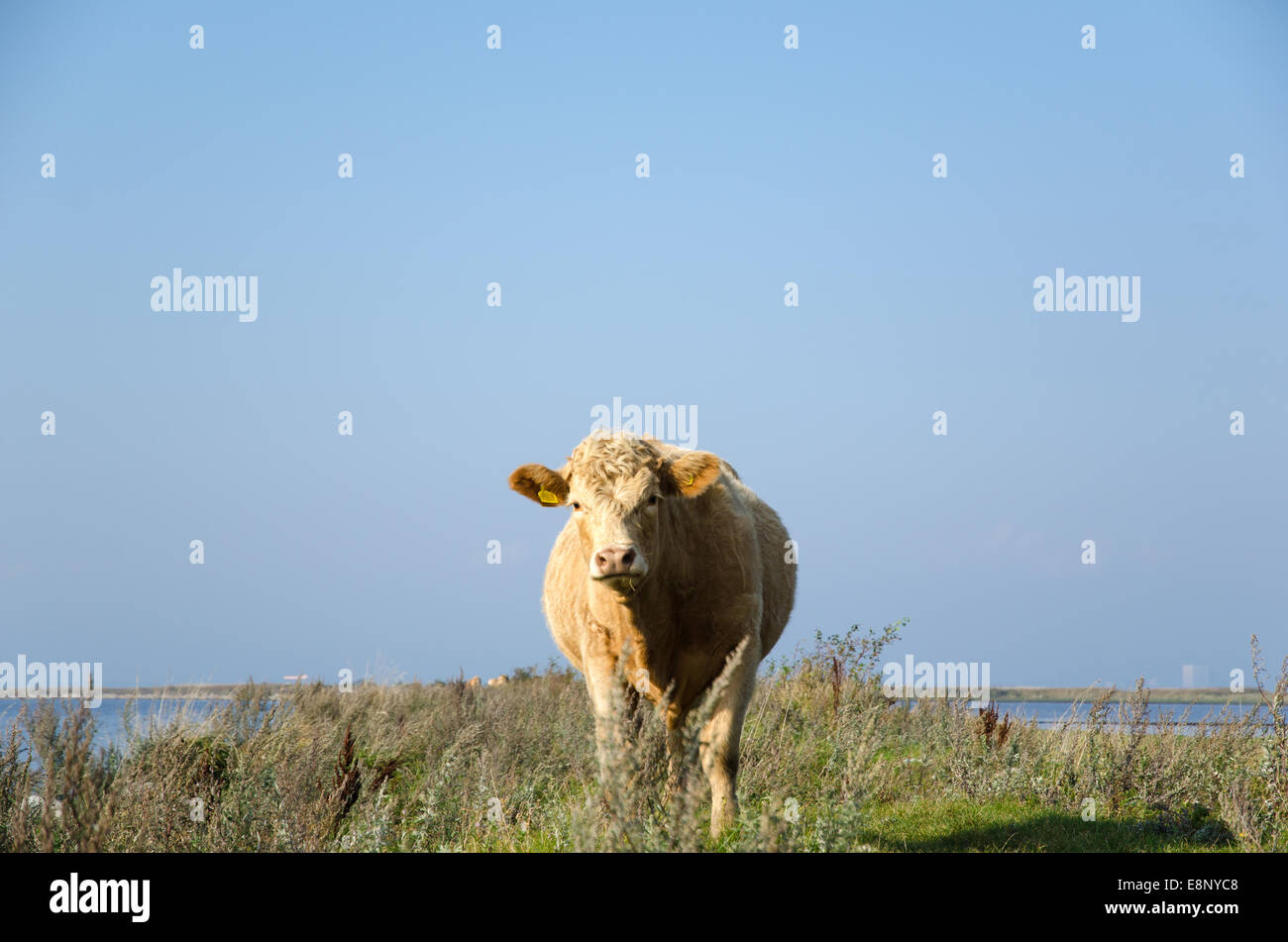 Watching cow hi-res stock photography and images - Alamy